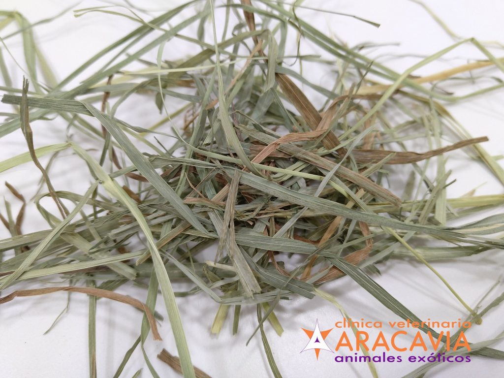 Curiosidades sobre henos (I) - Clínica Veterinaria ARACAVIA